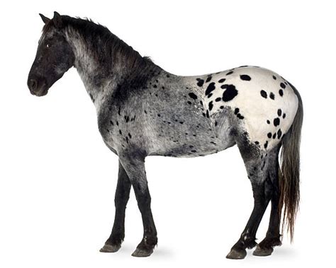 Black Appaloosa