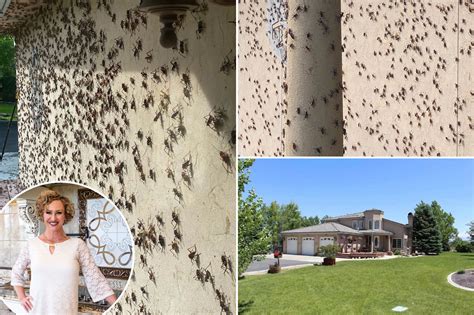 Exclusive Nevada Home Infested With Thousands Of Mormon Crickets