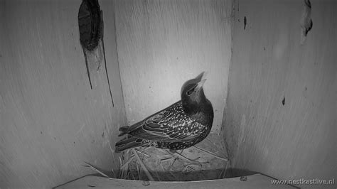 Spreeuw Album On Imgur