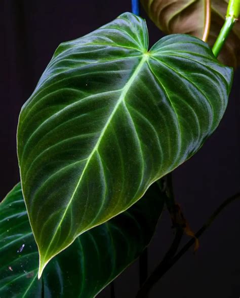 Filodendron Choroby Liści Jak Rozpoznać I Leczyć Problemy Moja Monstera