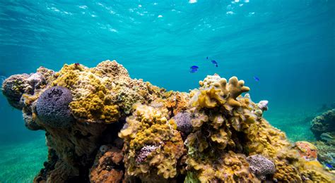 How Science And Innovation Can Save Caribbean Coral Reefs Tnc