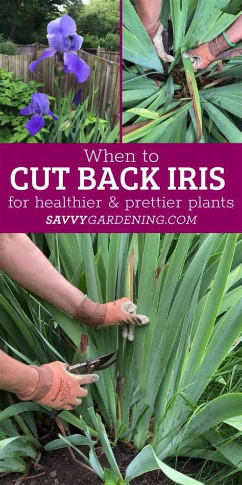 When To Cut Back Irises For Healthier More Attractive Plants Iris