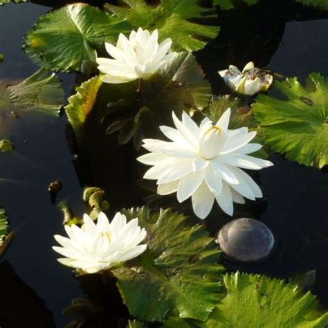 Missouri Water Lily Chalily Ponds And Gardens