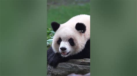 爱姐在想果果吗大熊猫渝爱 治愈系 来这吸熊猫 Youtube