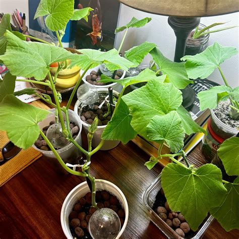 Lemon Identification Help Rgardening