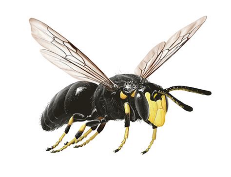 Yellow Faced Bee Hylaeus