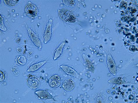 Trichonympha Under Microscope Protozoa Wikipedia