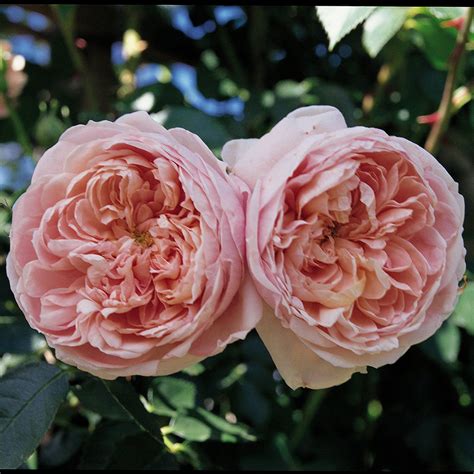 Colette™ Climbing Rose Green Promise Farms