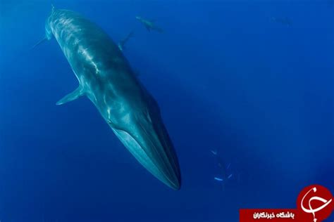 غواص فیلمبردار با خوش شانسی از مرگ گریخت تصاویر