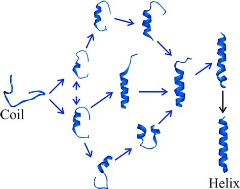 Schematic Representation Showing The Progression Pathways From The Coil Download Scientific