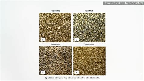 Is Millet A Nutritious Grain