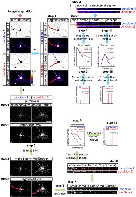 Cell Counter Imagej Fiji Chrismens