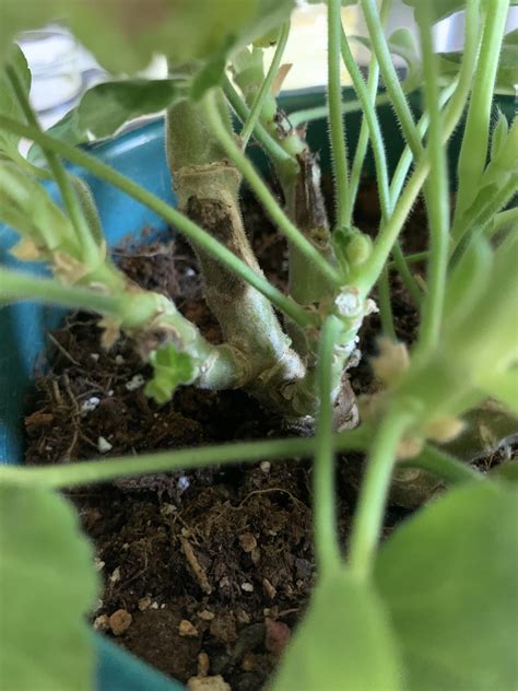 Indoor Geranium Stem Rplantclinic