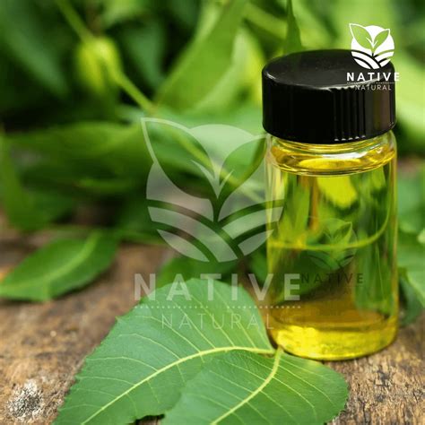 Neem Seed Oil Azadirachta Indica Packaging Size 200 Liter 100