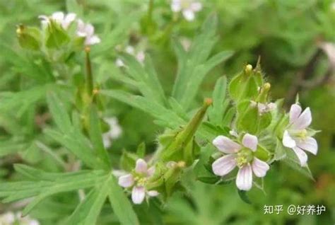路边的中草药 老鹤草”，20年的老风湿有救了！ 知乎