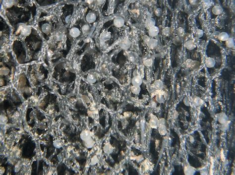 Avon Roach Project Spawning And Hatching May 2016