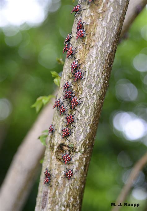 Lanternflies On The Move Spotted Lanternfly Lycorma Delicatula Bug Of The Week