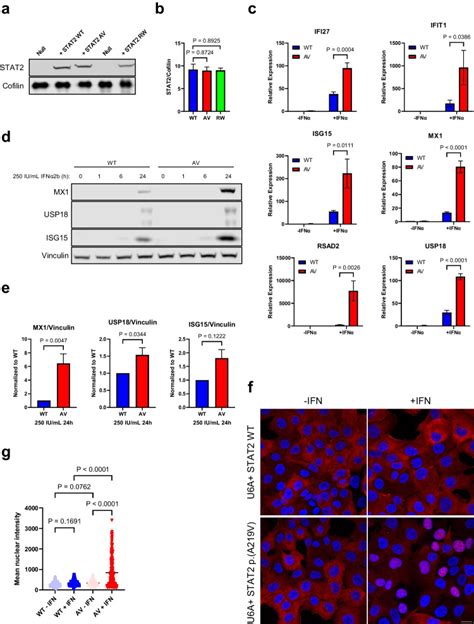 Type I Interferonopathy Due To A Homozygous Loss Of Inhibitory Function Mutation In Stat2 Pmc