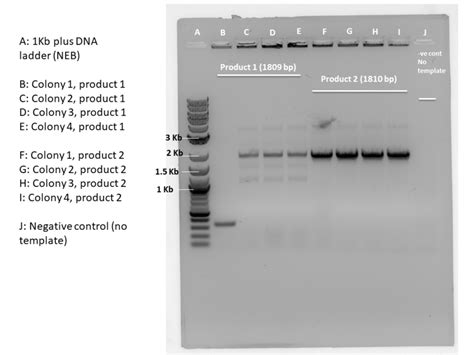 223 Questions With Answers In Gibson Assembly Science Topic