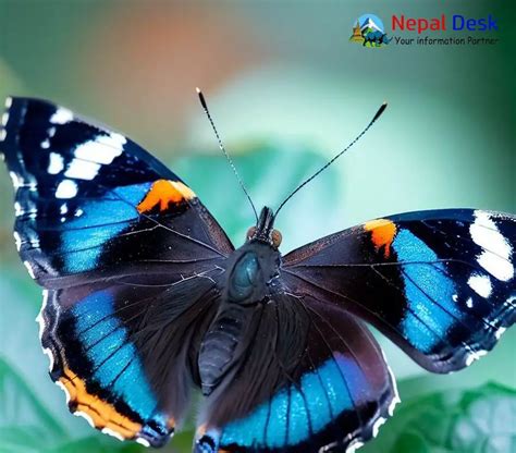 Blue Admiral Nepal Desk