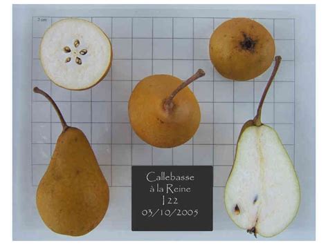 Calebasse à La Reine Biodimestica