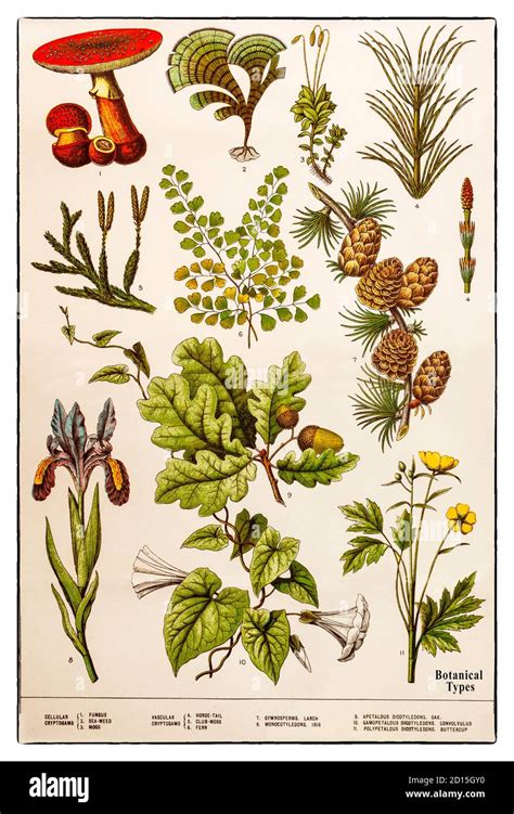Plant Taxonomy Classification
