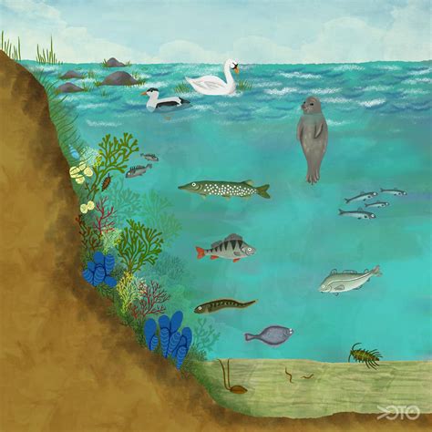 Baltic Sea Biodiversity 2022 Voice Of The Ocean