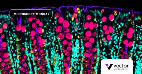 Vector Laboratories Inc On Linkedin Microscopymonday
