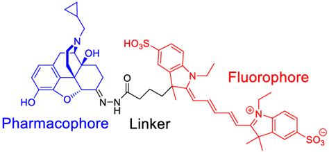 Naltrexone A High Affinity Antagonist On Mop Kop And Dop Coupled To