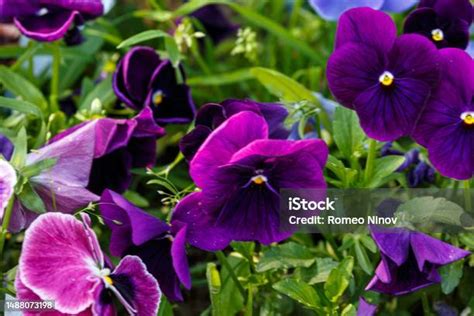 Kelopak Pancy Mekar Di Taman Di Musim Semi Foto Stok Unduh Gambar Sekarang Alamiah Kondisi