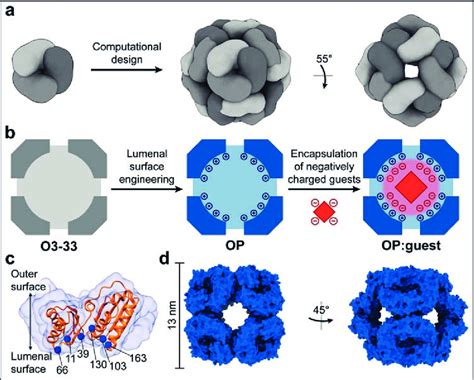 Cage Design And Electrostatic Loading A The Artificial Protein Cage