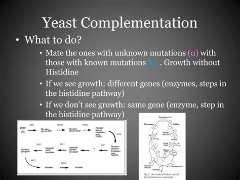 Ppt Ls1b Powerpoint Presentation Free Download Id2042775