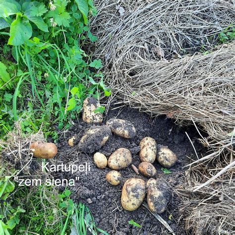 United Izaudzēti Priekuļu Kartupeļi šķirne Prelma Paraugrakums