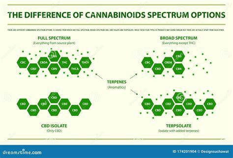 The Difference Of Cannabinoids Spectrum Options Horizontal Infographic