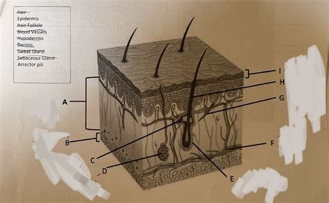 Integumentary Layers Diagram Quizlet