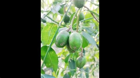 Hog Plum Hogplum Youtube