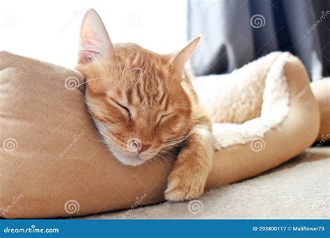Ginger Cat Sleeping In Cat Bed Happy Tabby Lying At Home Stock Image