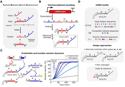 Traditional Toehold Mediated Strand Displacement