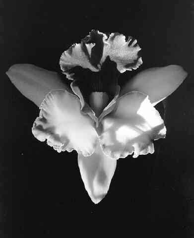 Robert Mapplethorpe Au Grand Palais Oai13 Robert Mapplethorpe