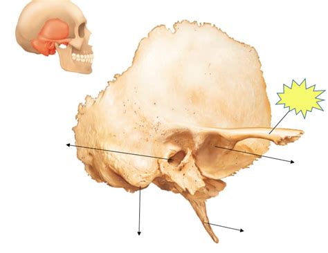 Zygomaticus Major Function