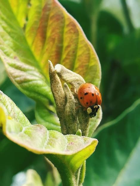 Premium Photo Close Up Of Ladybug On Leaf