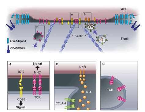 Immunology The Immunological Synapse A Multitasking System Davis