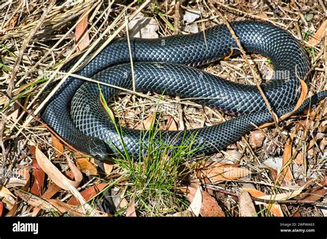 A Red Bellied Black Snake Pseudechis Porphyriacus In An Eucalyptus