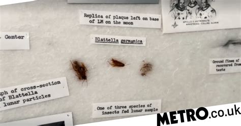 Cockroach Pickled Moon Landing Dust Could Be Yours For Just £320000