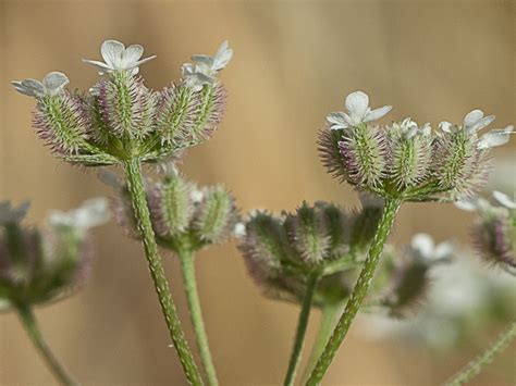 Flora De Malpica De Tajo Caillos Torilis Leptophylla