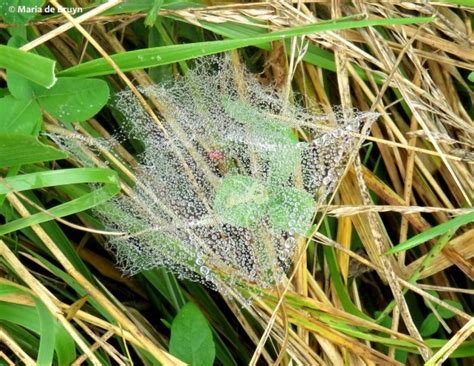 Dwarf Sheetweb Spider My Beautiful World