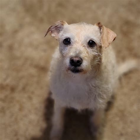 Post Bath Phoebe Scrolller