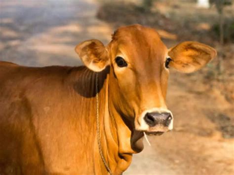 Top 999 Indian Cow Images Amazing Collection Indian Cow Images Full 4k