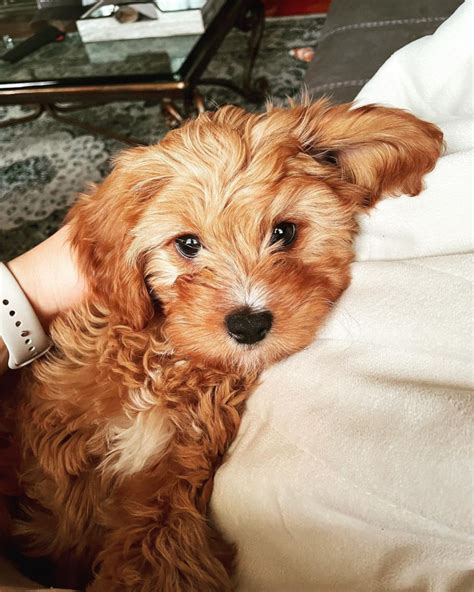 Toy Cavapoo 101 A Guide Youll Love Premier Pups