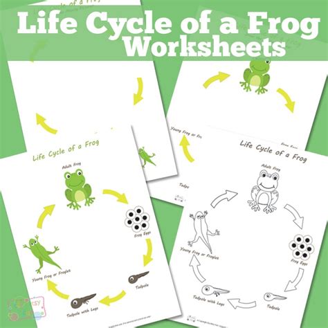 Frogs Life Cycle Worksheet Proworksheet